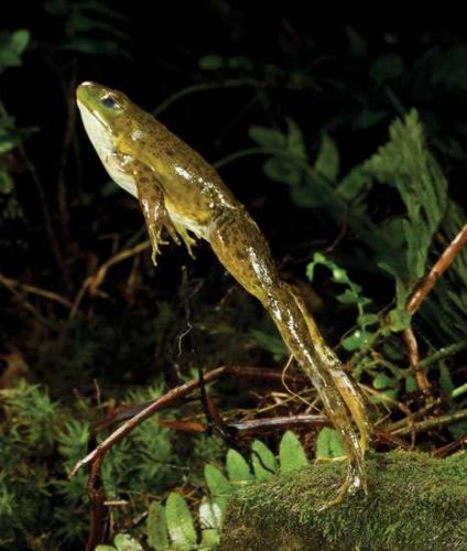 Frog Hunting Tips - Grit